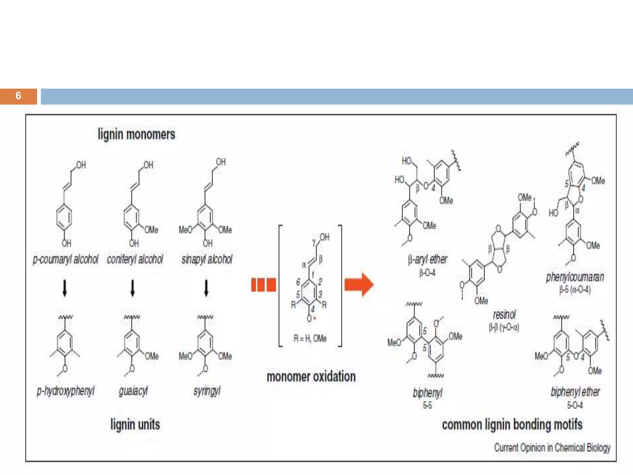 Composition and degradation of lignin | PPT
