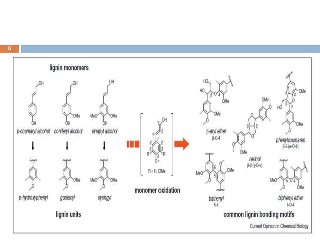 Composition and degradation of lignin | PPT | Chemistry | Science
