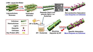 Lignocellulosebiomass Lignocellulose is the structural material in ...