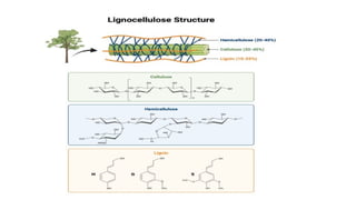 Lignocellulosebiomass Lignocellulose is the structural material in ...