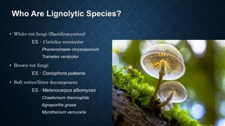 Lignolytic fungi, magical fungi, kingdom fungi/ soil enzyme generating ...