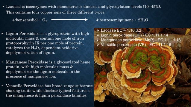 Lignolytic fungi, magical fungi, kingdom fungi/ soil enzyme generating ...