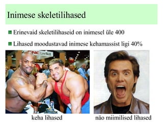 Lihased | PPT