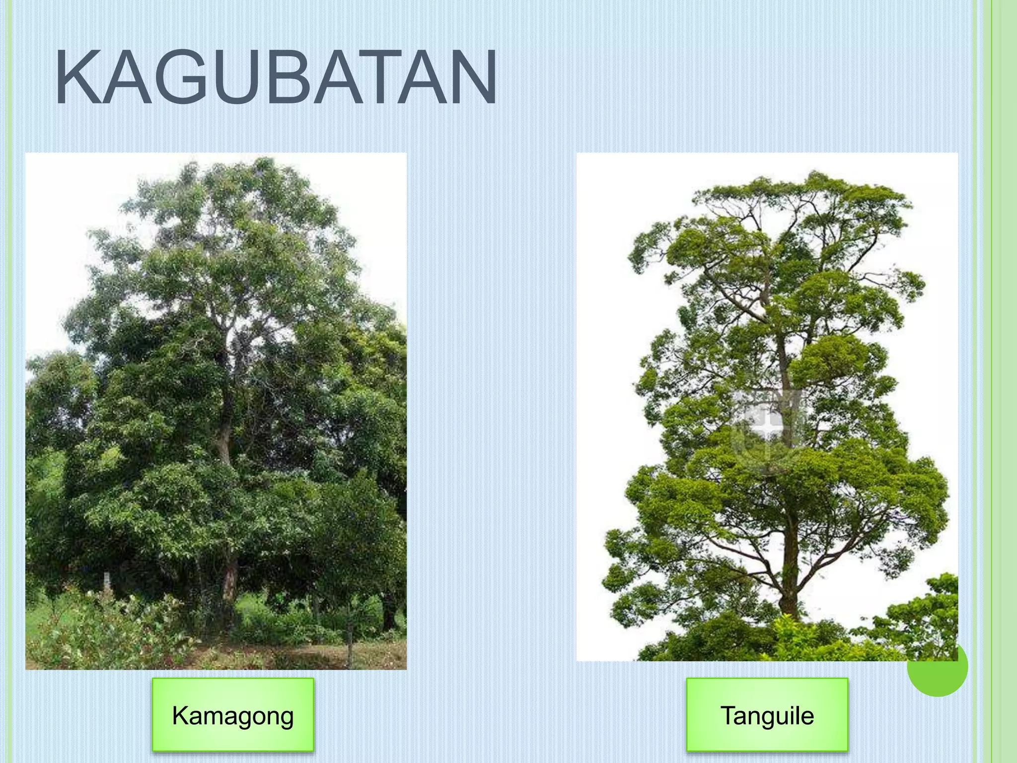 Yamang Lupa sa Pilipinas | PPTX