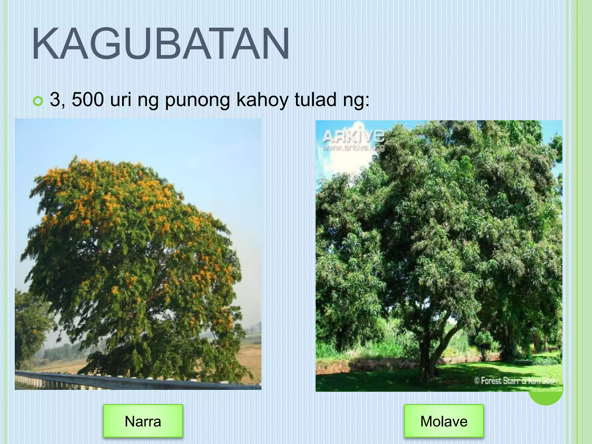 Yamang Lupa sa Pilipinas | PPTX