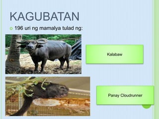 Yamang Lupa sa Pilipinas | PPTX