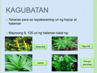 Yamang Lupa Sa Pilipinas