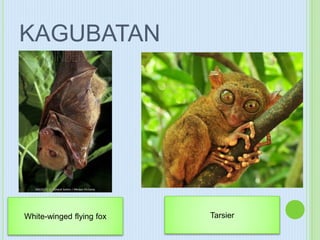 Yamang Gubat Sa Pilipinas