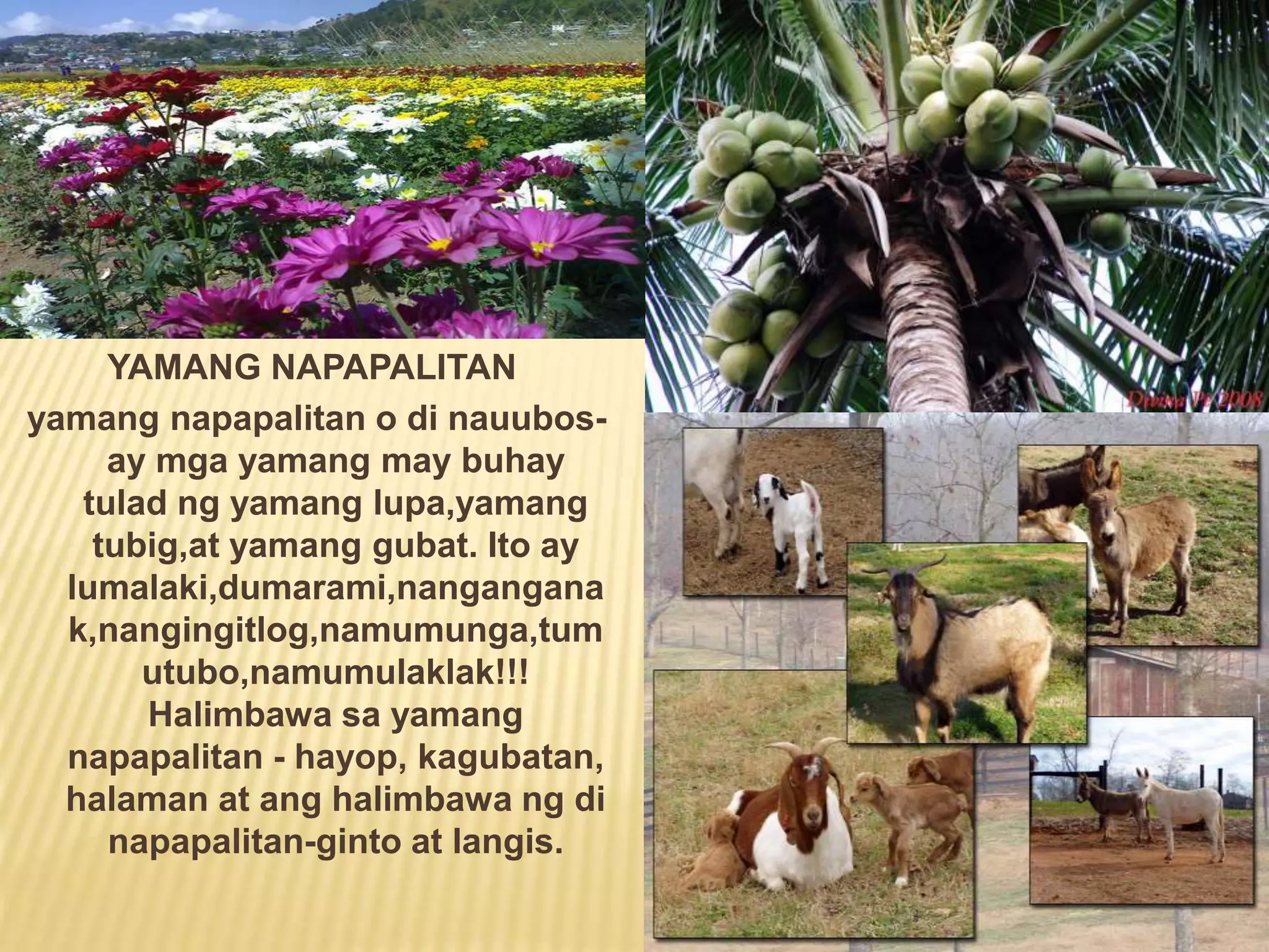 Likas na yaman ng pilipinas | PPTX