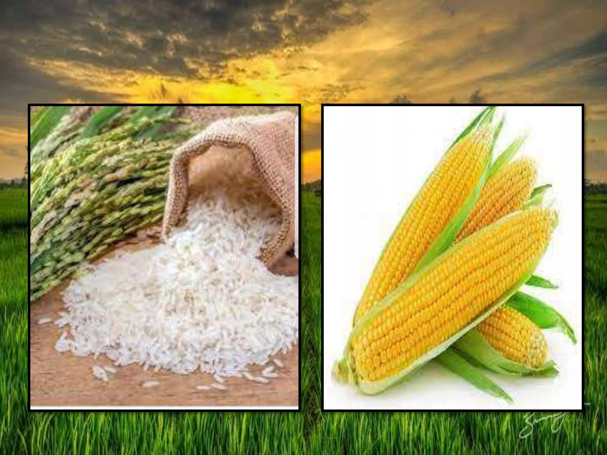 Likas na yaman ng pilipinas | PPTX