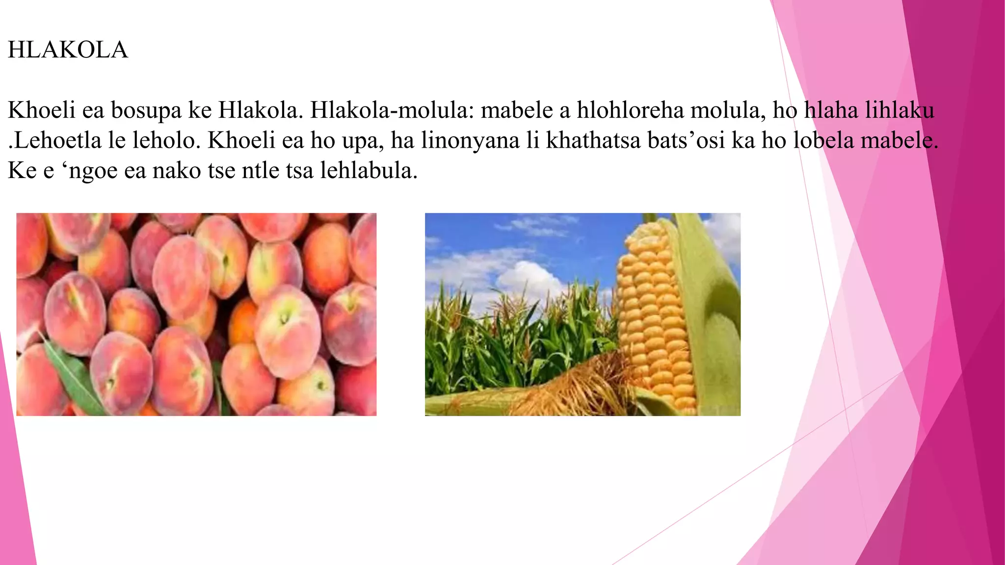 Likhoeli tsa selemo ka sesotho ka Palesa Masopha.pptx