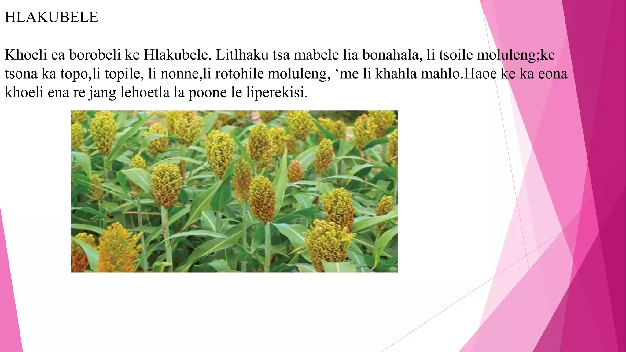 Likhoeli tsa selemo ka sesotho ka Palesa Masopha.pptx