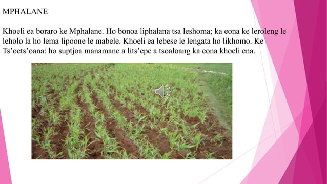 Likhoeli tsa selemo ka sesotho ka Palesa Masopha.pptx