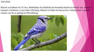 Likhoeli tsa selemo ka sesotho ka Palesa Masopha.pptx