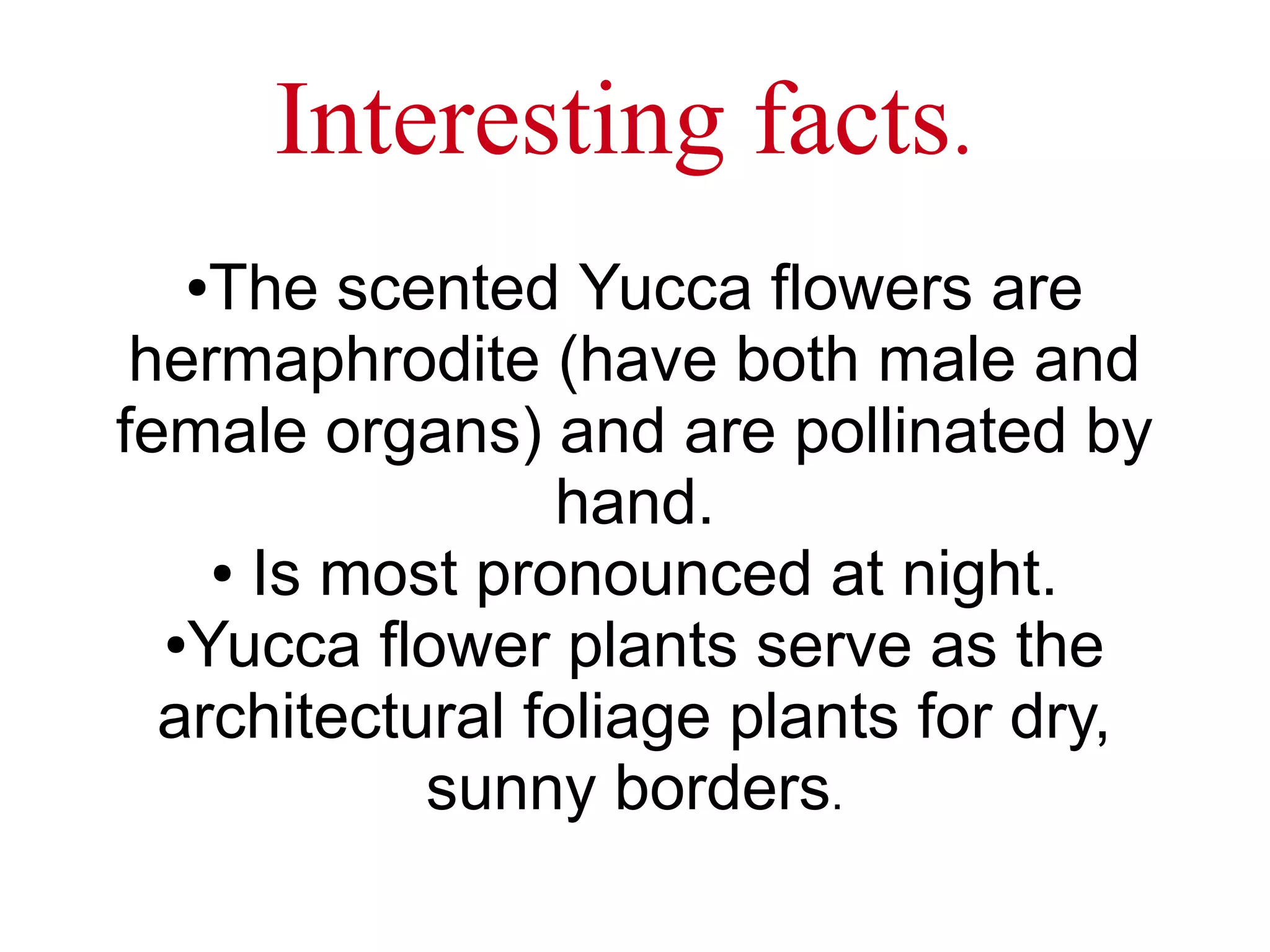Yuca | ODP