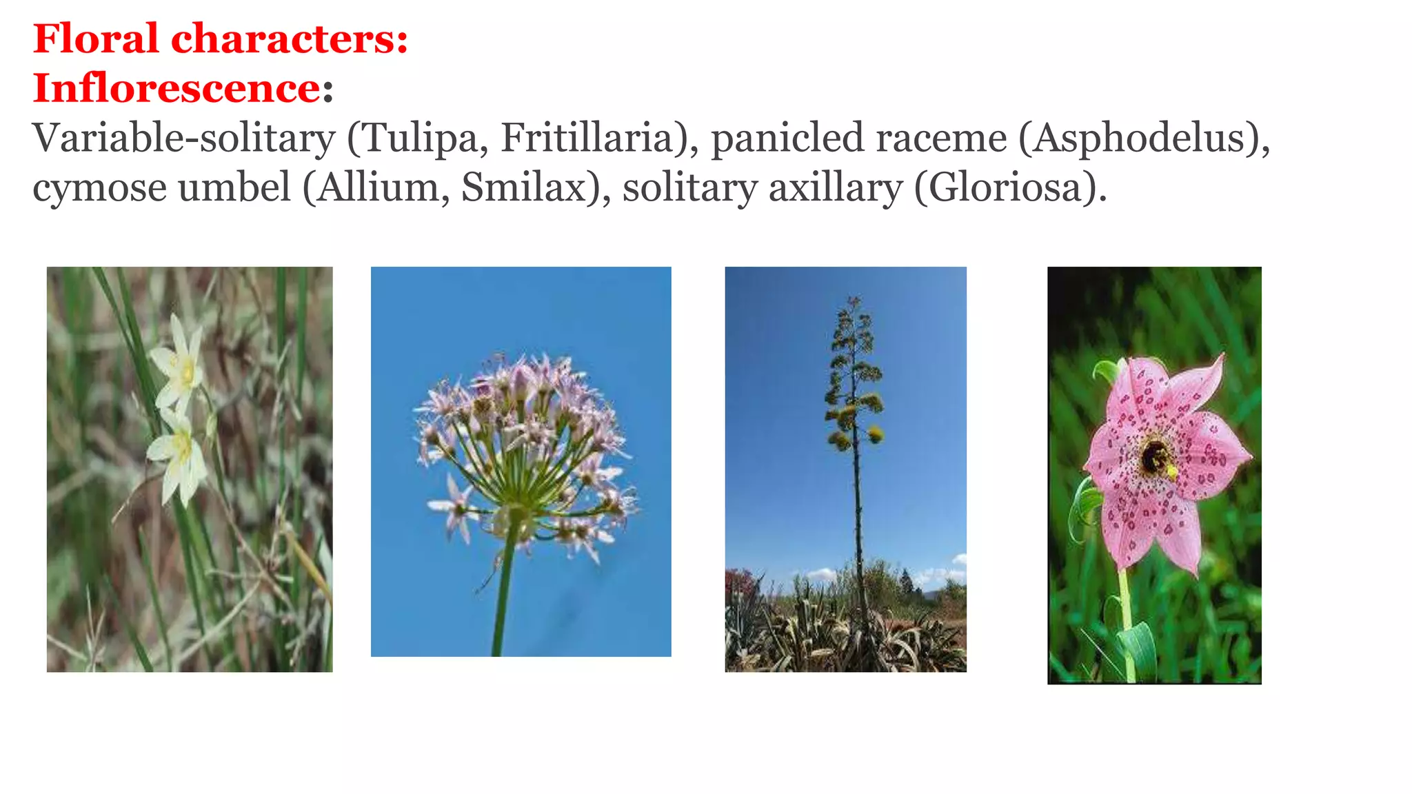 Liliaceae | PPTX