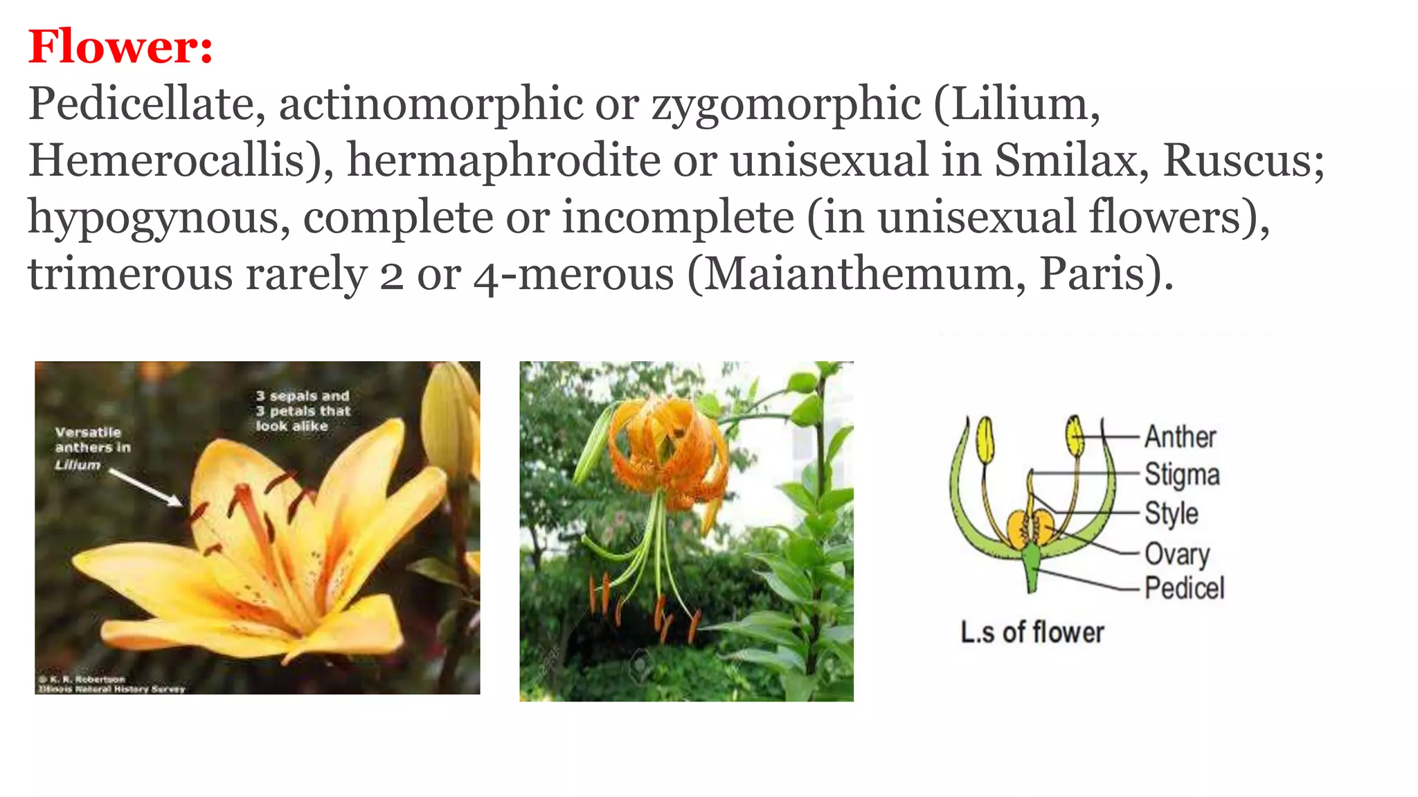 Liliaceae | PPTX