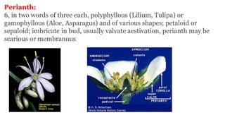 Liliaceae | PPTX | Gardening | Home & Garden