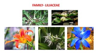 Liliaceae | PPTX