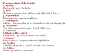 Liliaceae | PPTX