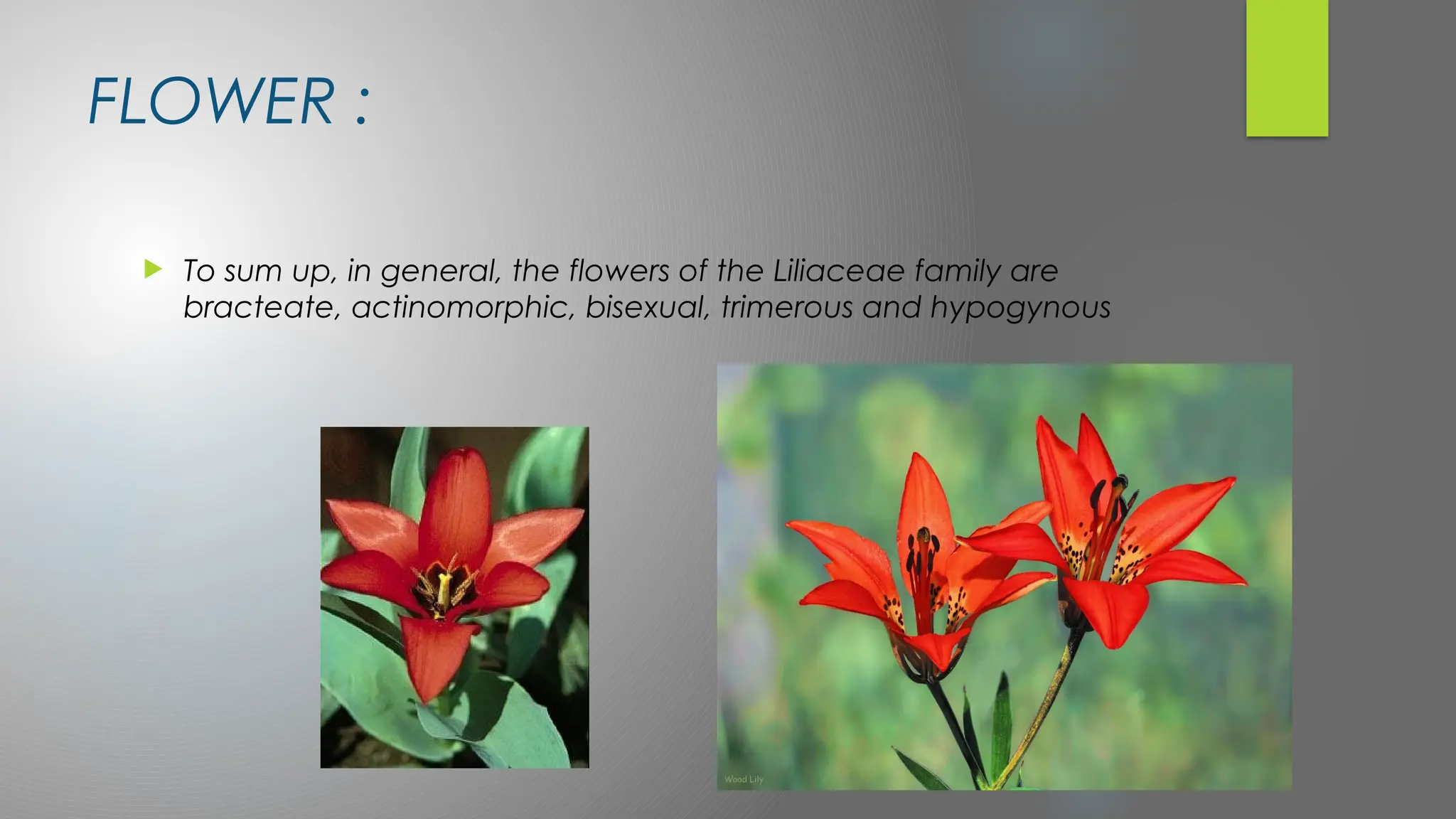 Liliaceae Family.pptx gjnkknvjkbh8ukkihhh | PPTX