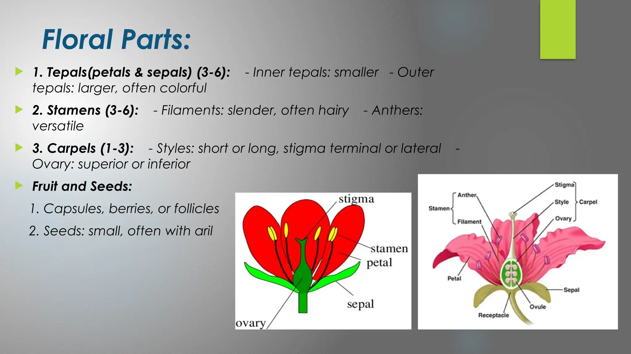 Liliaceae Family.pptx gjnkknvjkbh8ukkihhh | PPTX