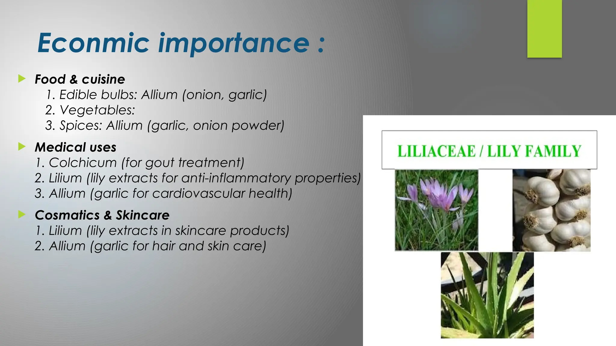 Liliaceae Family.pptx gjnkknvjkbh8ukkihhh | PPTX