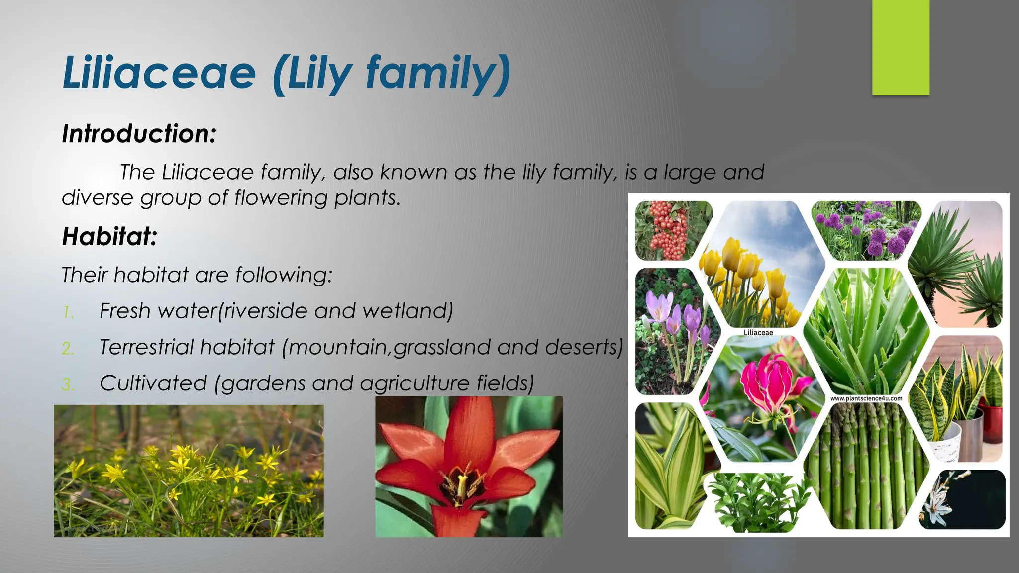 Liliaceae Family.pptx gjnkknvjkbh8ukkihhh | PPTX