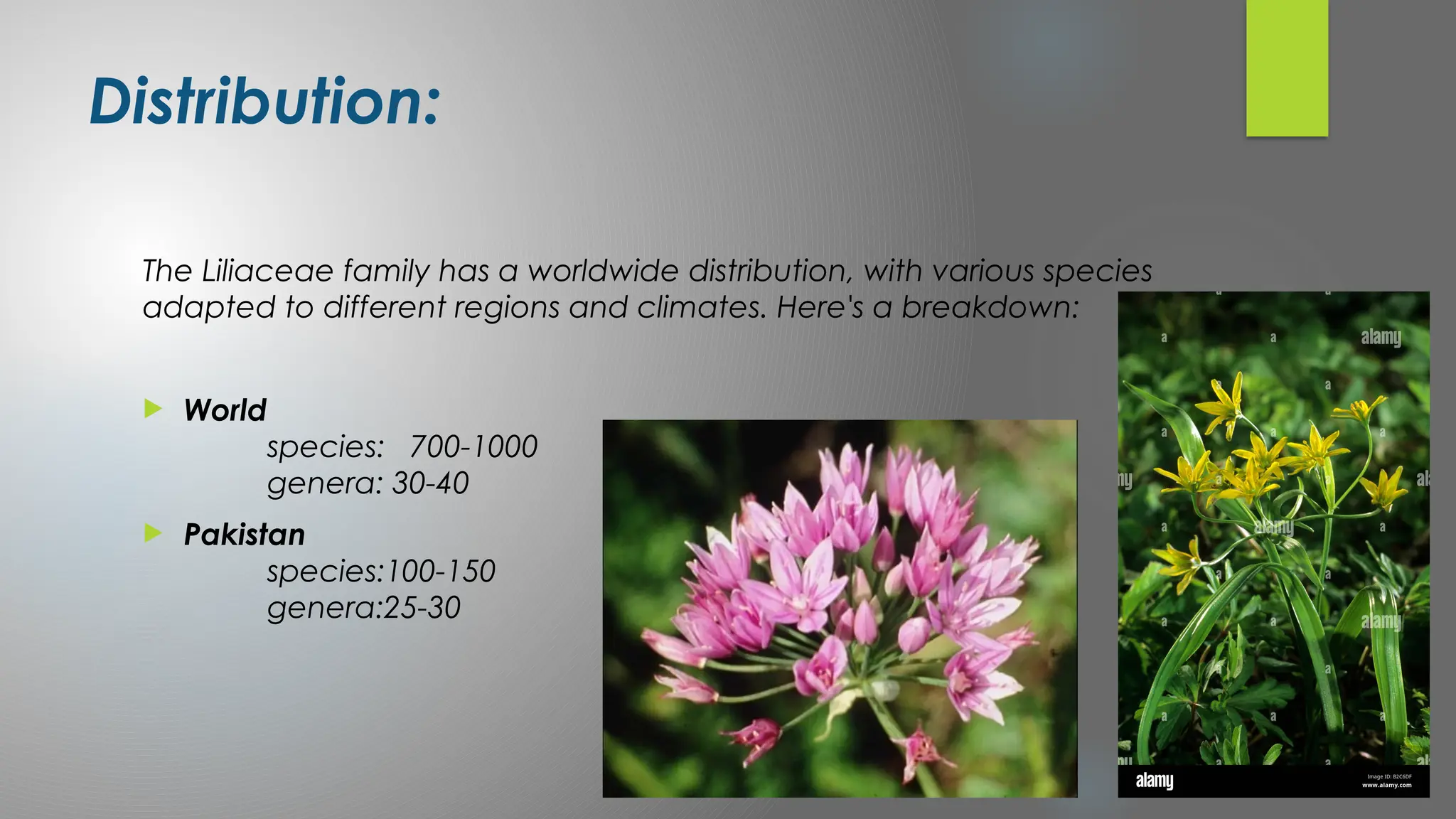 Liliaceae Family.pptx gjnkknvjkbh8ukkihhh | PPT