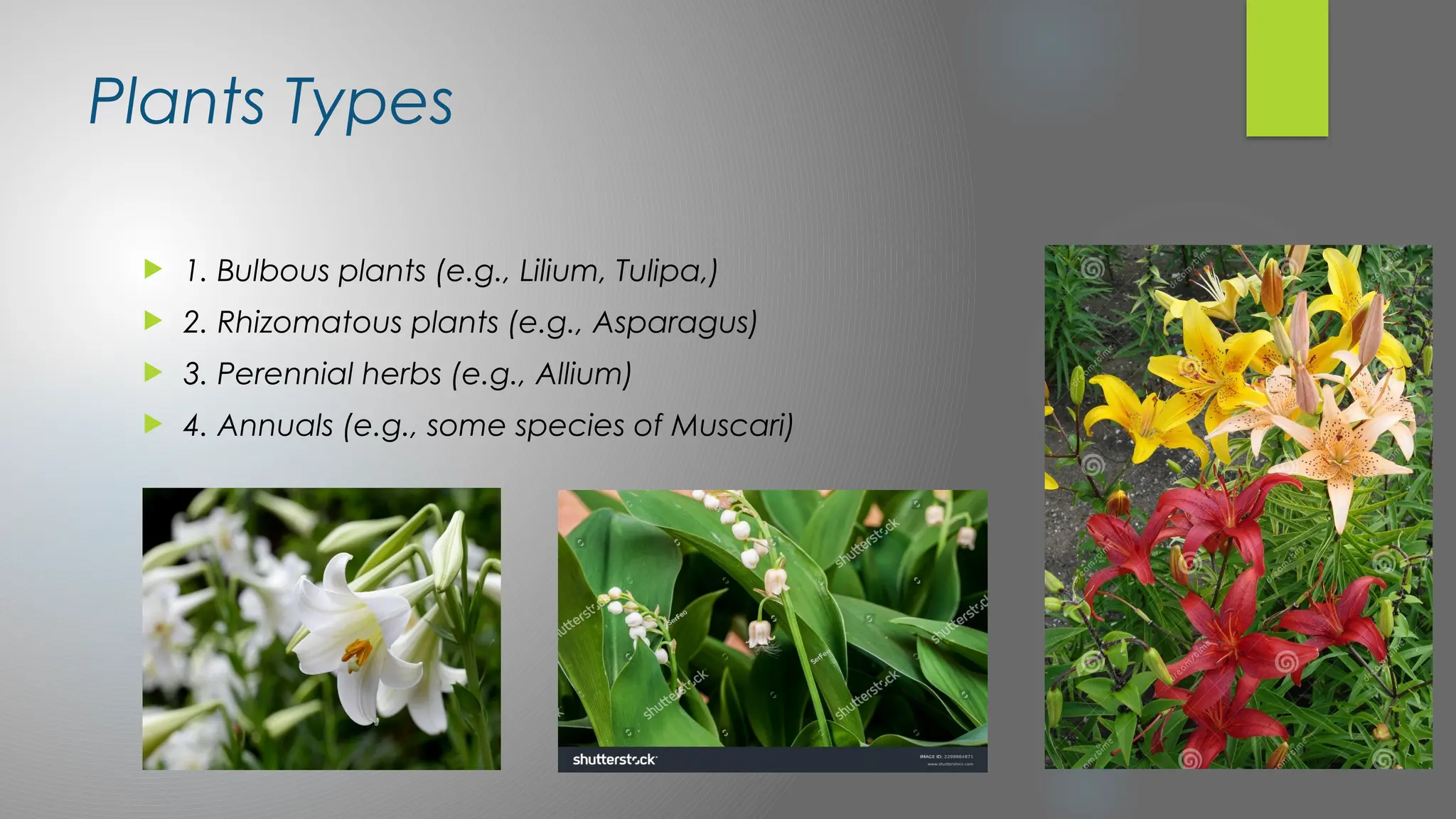 Liliaceae Family.pptx gjnkknvjkbh8ukkihhh | PPT