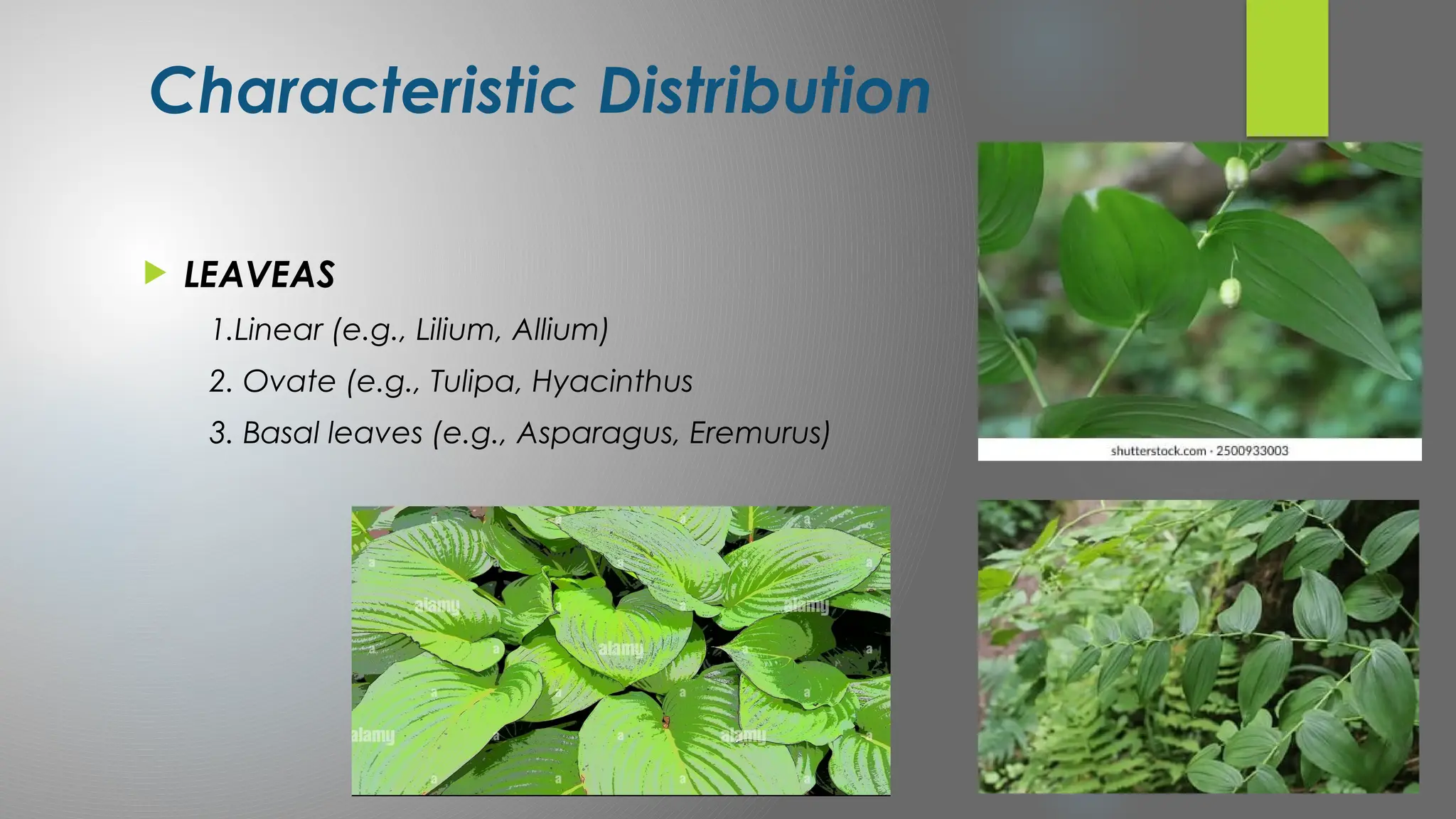 Liliaceae Family.pptx gjnkknvjkbh8ukkihhh | PPT