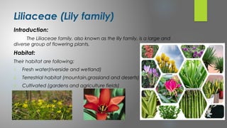 Liliaceae Family.pptx gjnkknvjkbh8ukkihhh | PPT