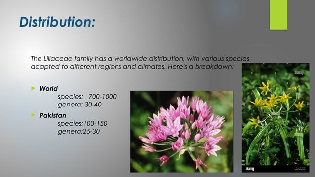 Liliaceae Family.pptx gjnkknvjkbh8ukkihhh | PPT