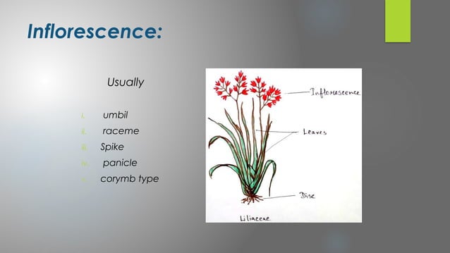 Liliaceae Family.pptx gjnkknvjkbh8ukkihhh | PPT