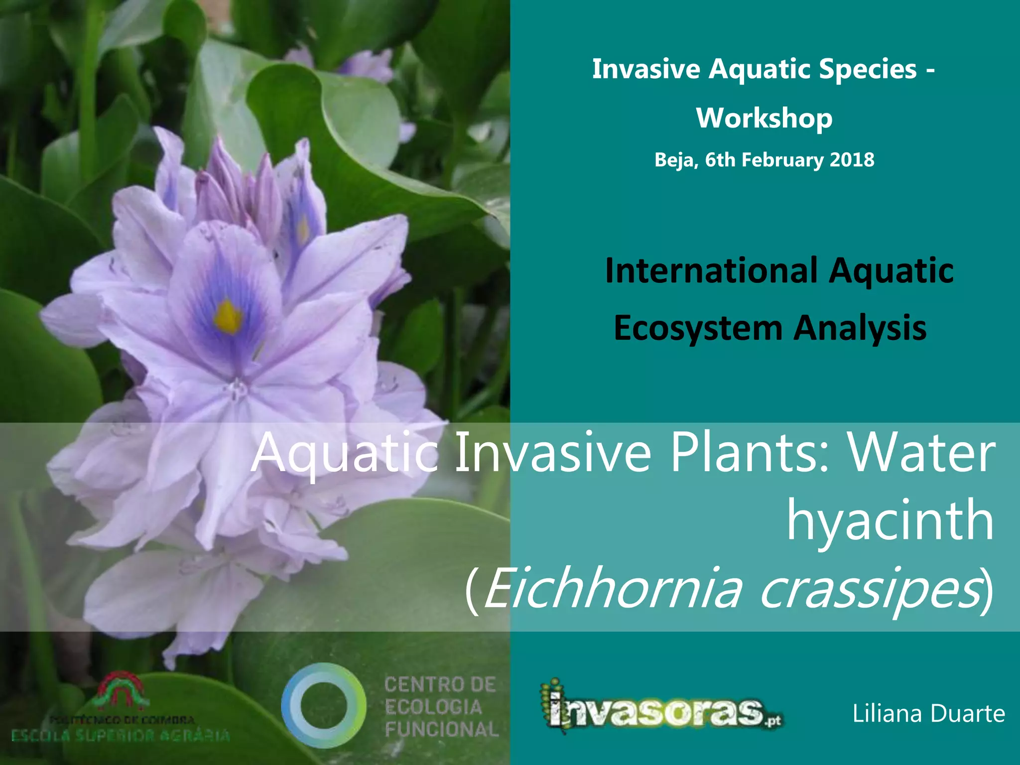Aquatic Invasive Plants: Water hyacinth (Eichhornia crassipes) | PPSX