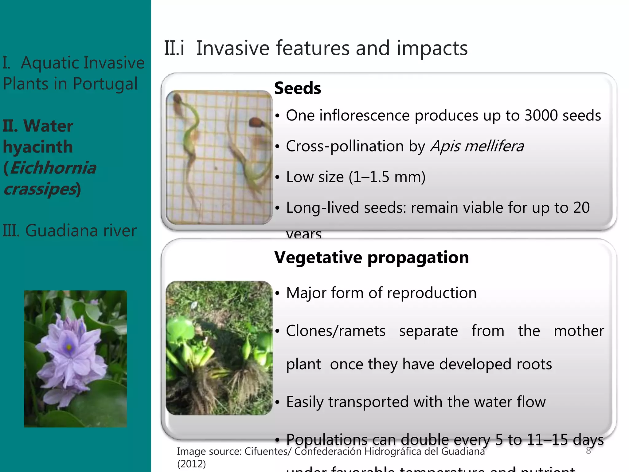 Aquatic Invasive Plants: Water hyacinth (Eichhornia crassipes) | PPSX