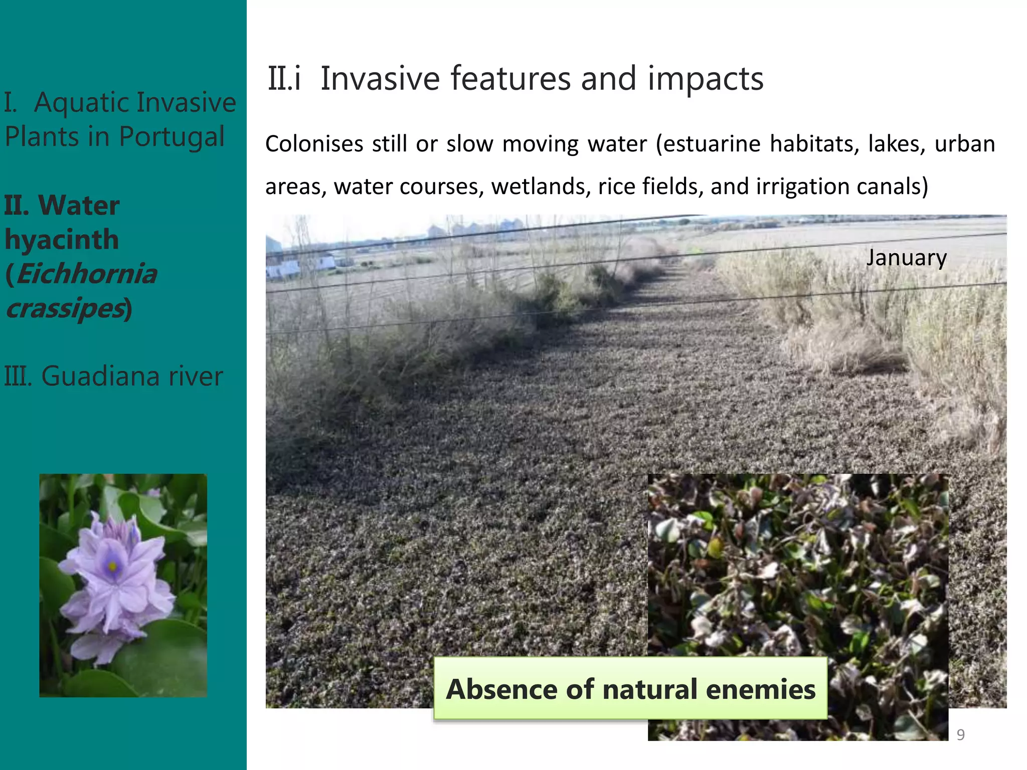 Aquatic Invasive Plants: Water hyacinth (Eichhornia crassipes) | PPSX