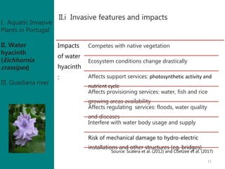 Aquatic Invasive Plants: Water hyacinth (Eichhornia crassipes) | PPSX