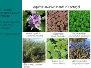 Aquatic Invasive Plants: Water hyacinth (Eichhornia crassipes) | PPSX