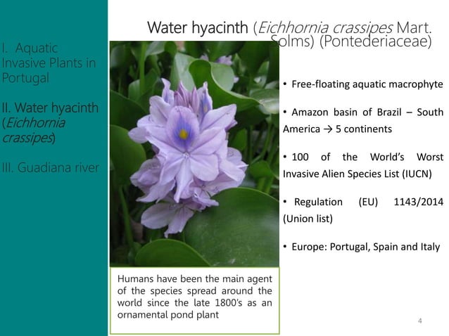Aquatic Invasive Plants: Water hyacinth (Eichhornia crassipes) | PPSX