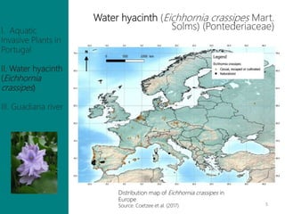 Aquatic Invasive Plants: Water hyacinth (Eichhornia crassipes) | PPSX