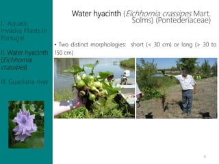 Aquatic Invasive Plants: Water hyacinth (Eichhornia crassipes) | PPSX