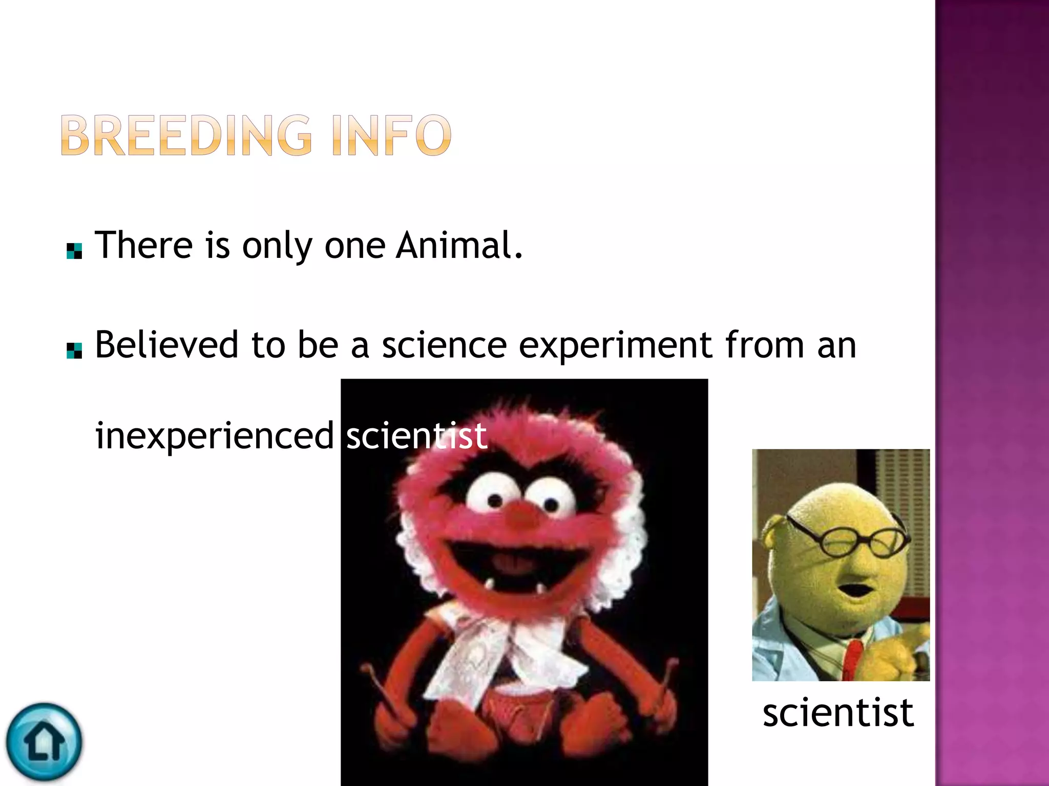 Lilian humphrey animal | PPT