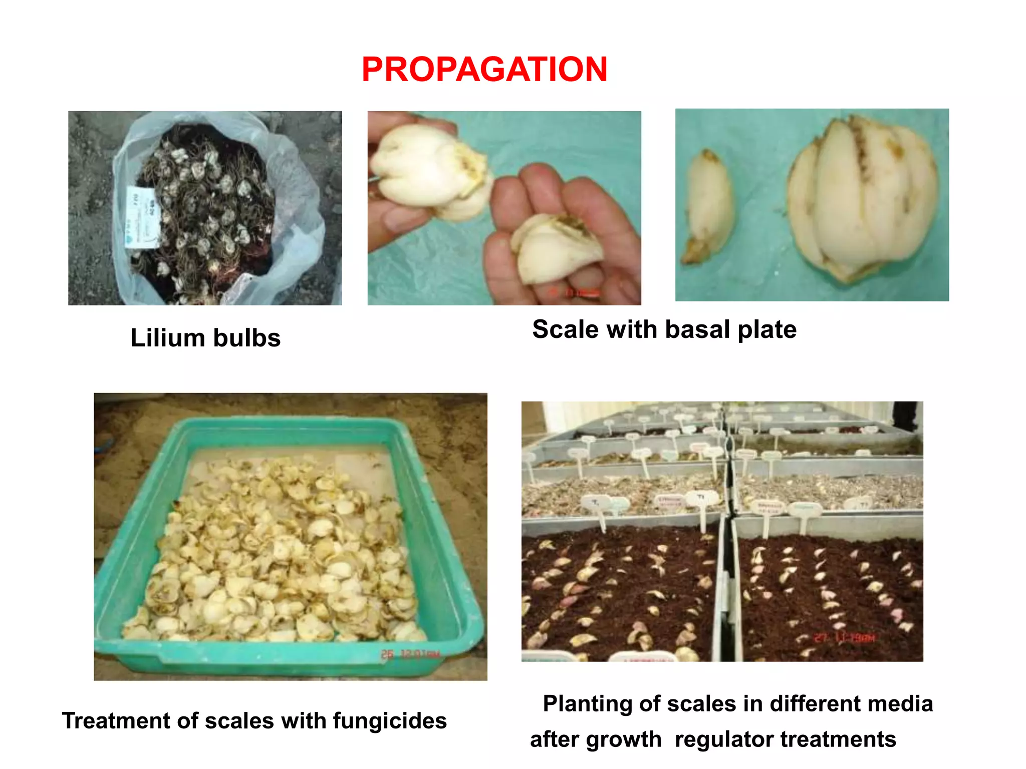Lilium cultivation | PDF