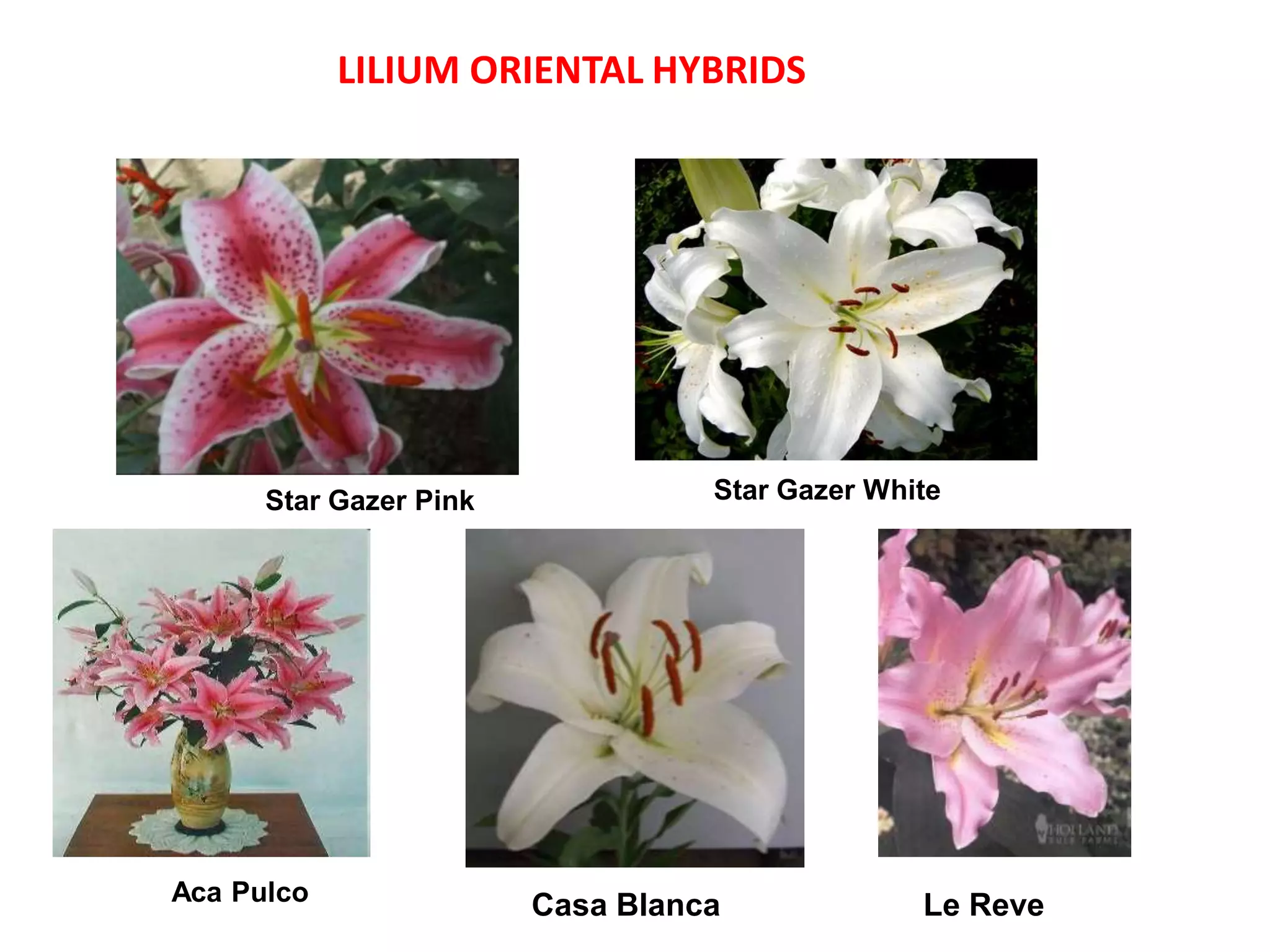 Lilium cultivation | PDF