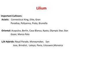 Lilium cultivation | PDF