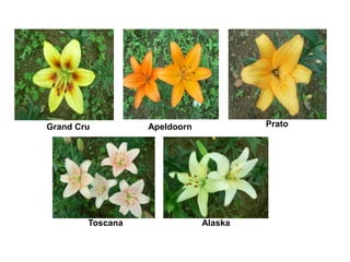 Lilium cultivation | PDF