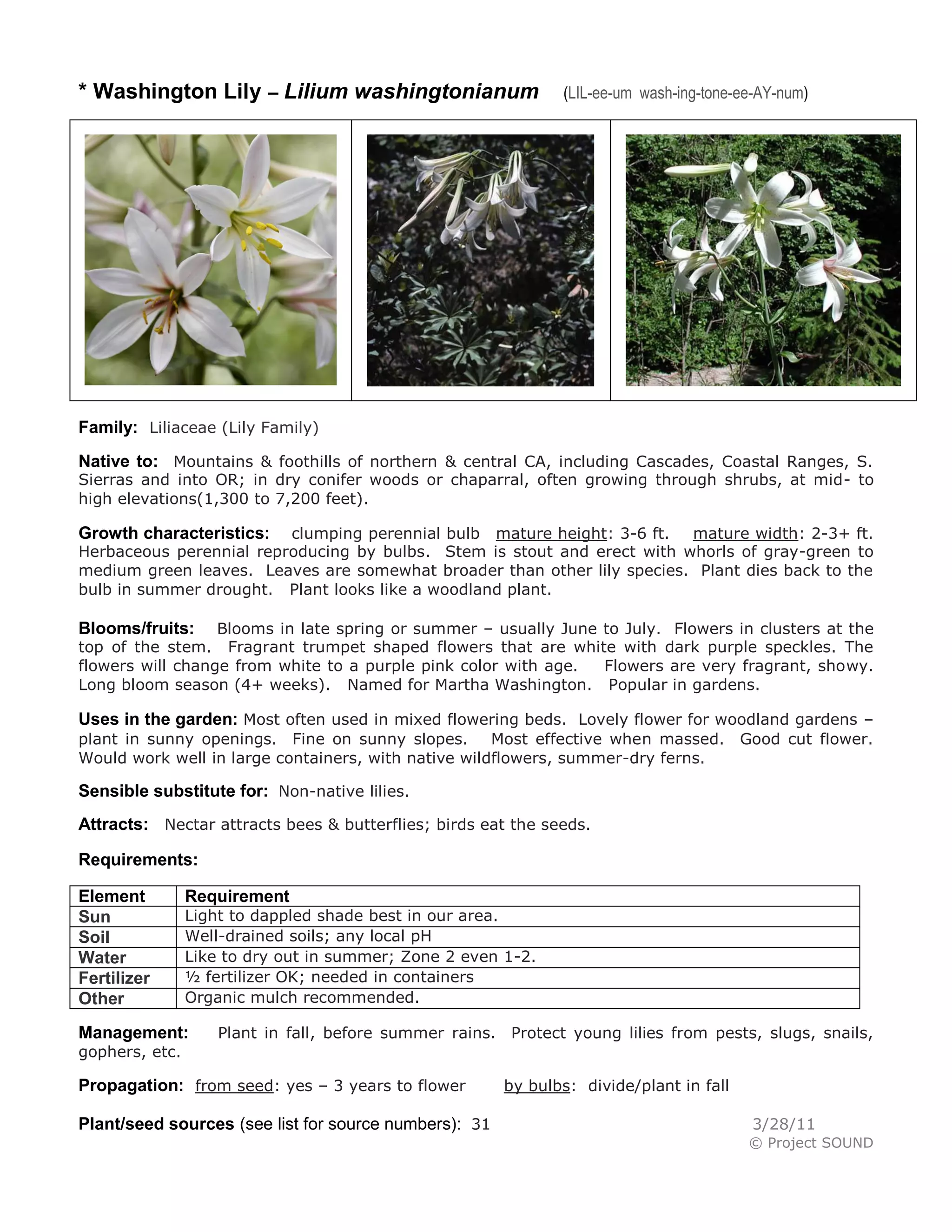 Lilium washingtonianum | PDF