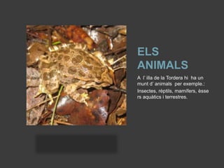 L’ illa de la tordera | PPT