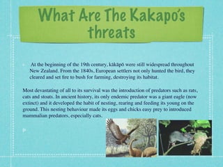 The NZ Kakapo researched by Lilli Baird | KEY